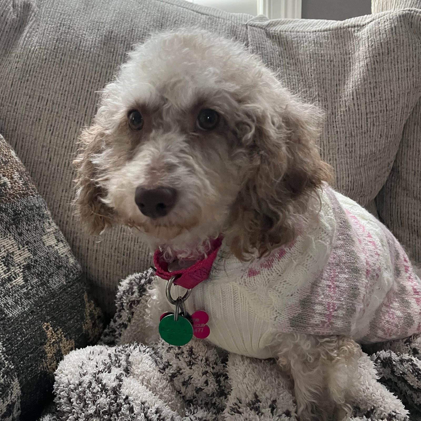 Dog for Adoption - Hazel, a Poodle (Miniature) in Mason City, IL ...