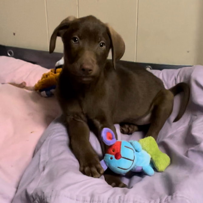Dog for Adoption - Willy Nilly, a Labrador Retriever in Marquette ...