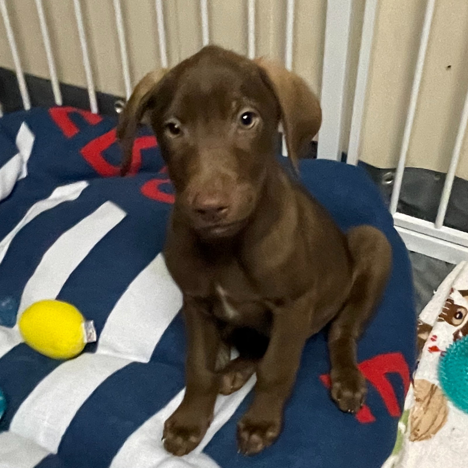 Dog for Adoption - Willy Nilly, a Labrador Retriever in Marquette ...