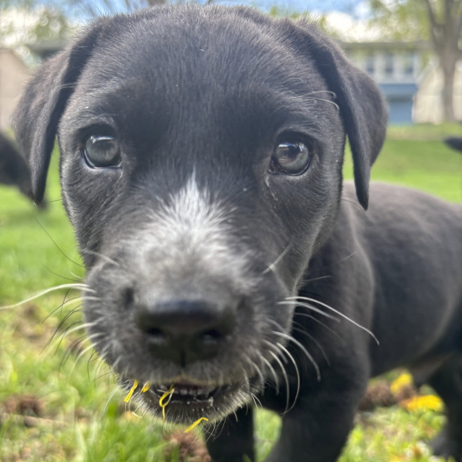 Dog for Adoption - Blueberry, a Labrador Retriever in Tazewell County ...