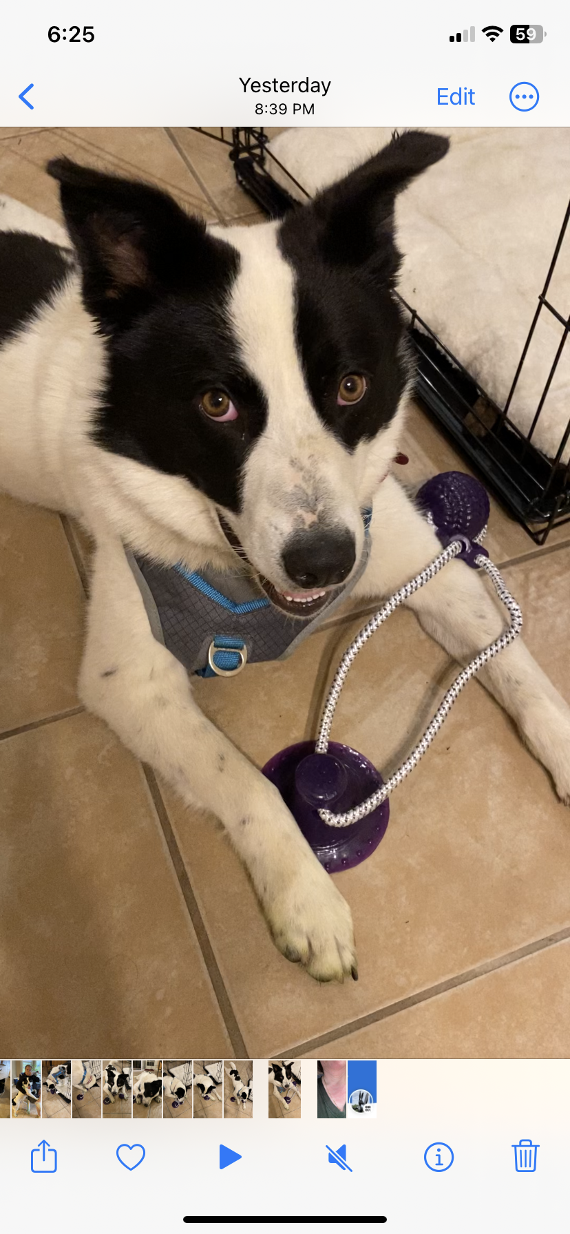 Dog for Adoption - Angelo, a Border Collie in Bloomington, IL | Alpha Paw