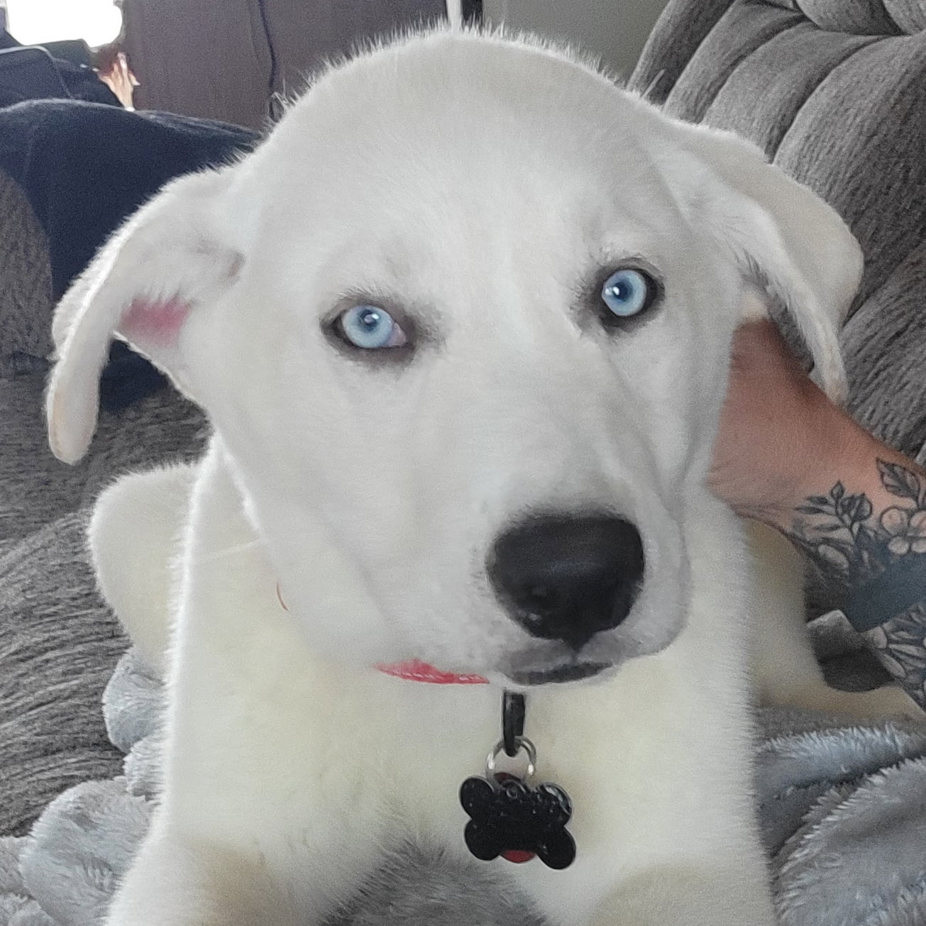 Dog for Adoption - Jack Sparrow, a Husky in Decatur, IL | Alpha Paw