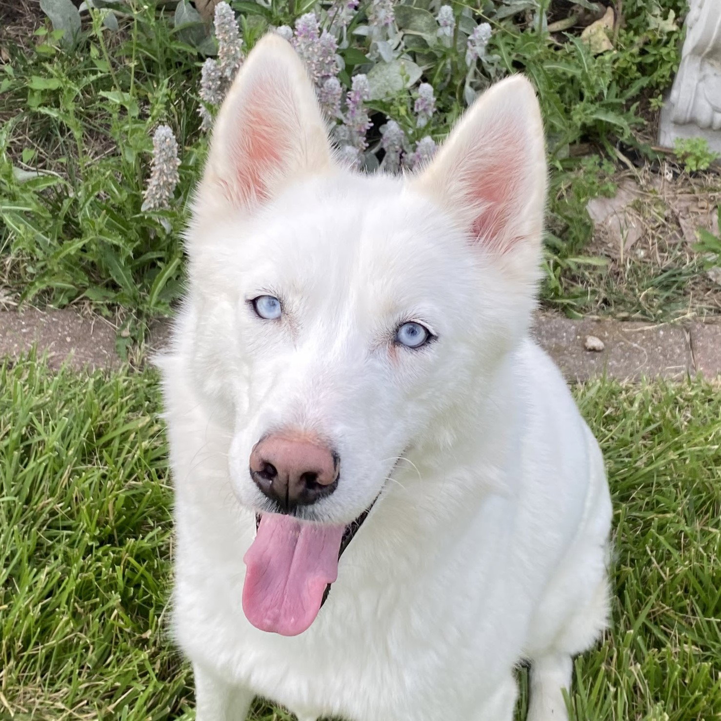 Dog for Adoption - Mouse, a Siberian Husky in Peoria, IL | Alpha Paw