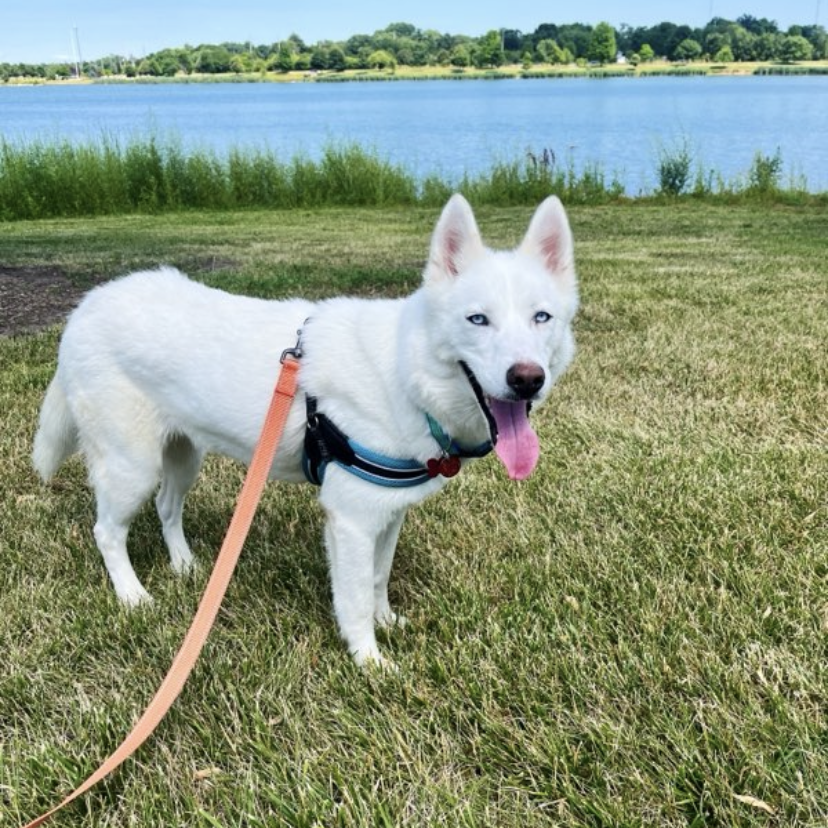 Dog for Adoption - Mouse, a Siberian Husky in Macon County, IL | Alpha Paw
