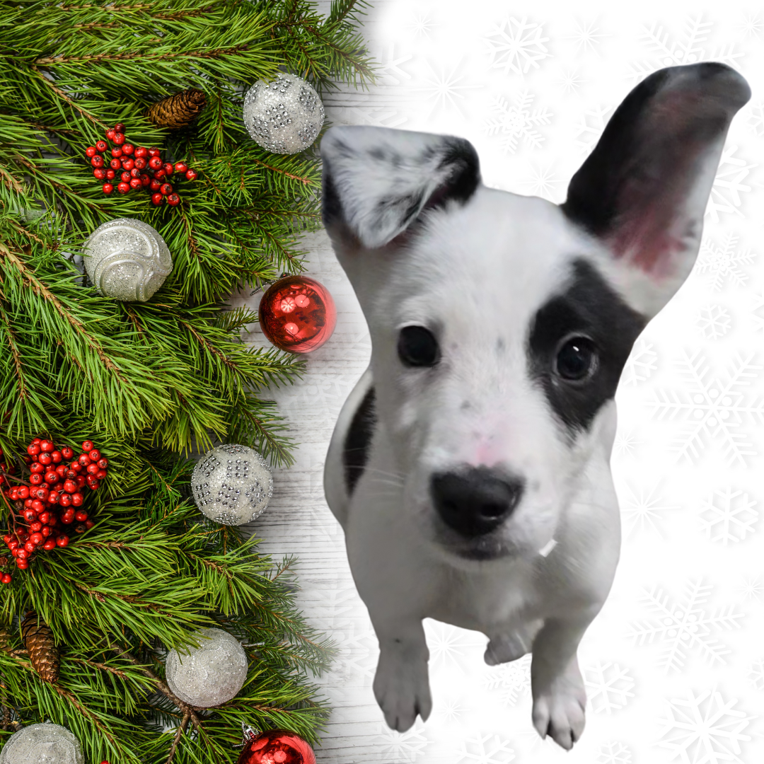 Dog for Adoption - Cindy Lou Who, a Australian Shepherd in Peoria, IL ...