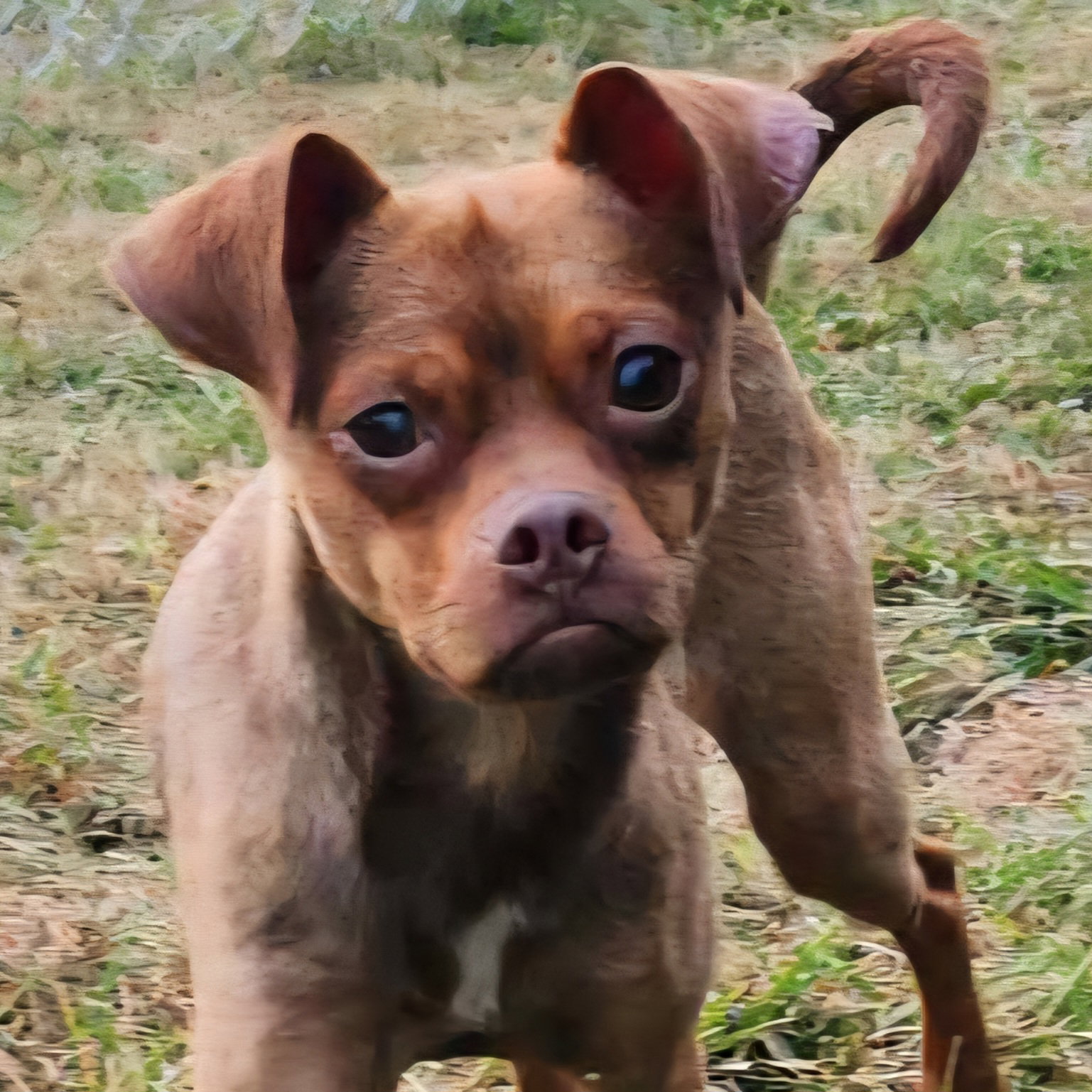 Dog for Adoption - Fireball, a Chihuahua in Fairbury, IL | Alpha Paw