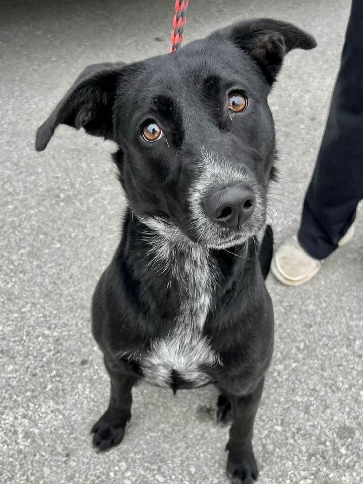 Dog for Adoption - Dixie, a Labrador Retriever in Whiteman Air Force ...