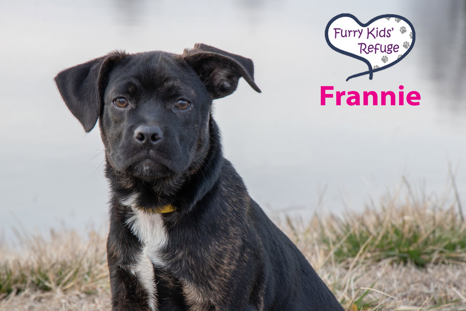 Dog for Adoption - Frannie, a Boxer in Whiteman Air Force Base, MO ...