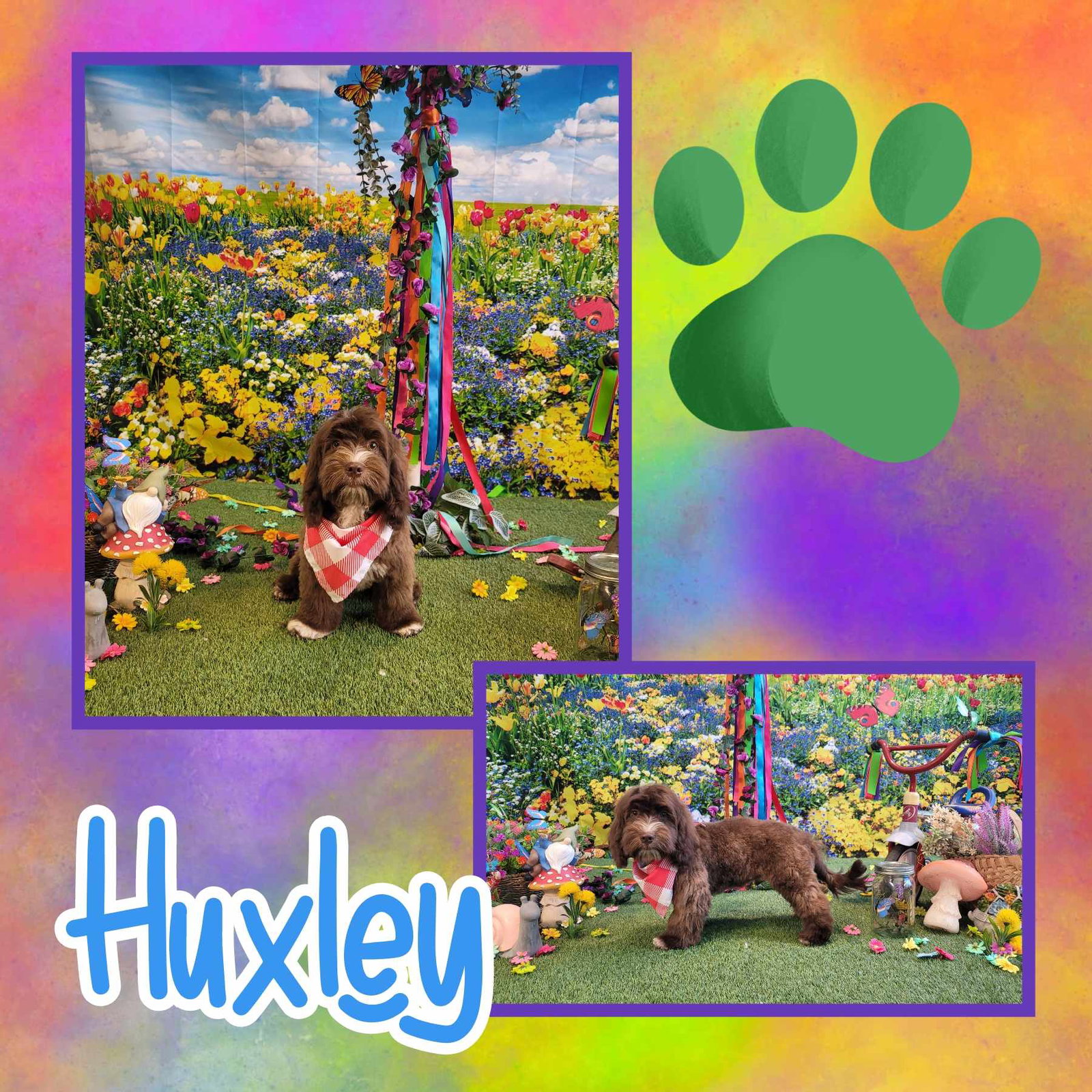 Dog for Adoption - Huxley, a Havanese in Henry County, MO | Alpha Paw