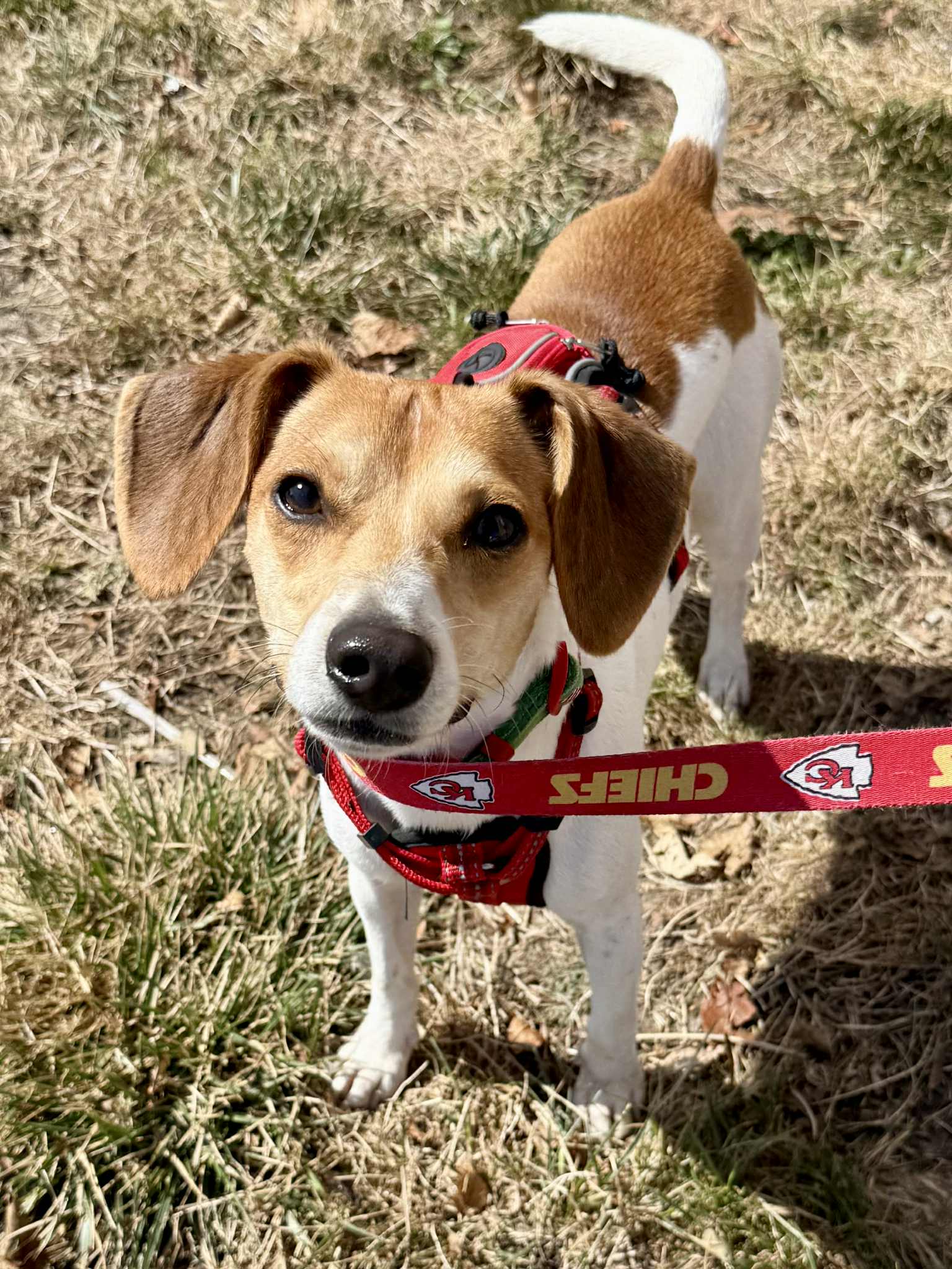 Dog for Adoption - Levi, a Beagle in Raymore, MO | Alpha Paw