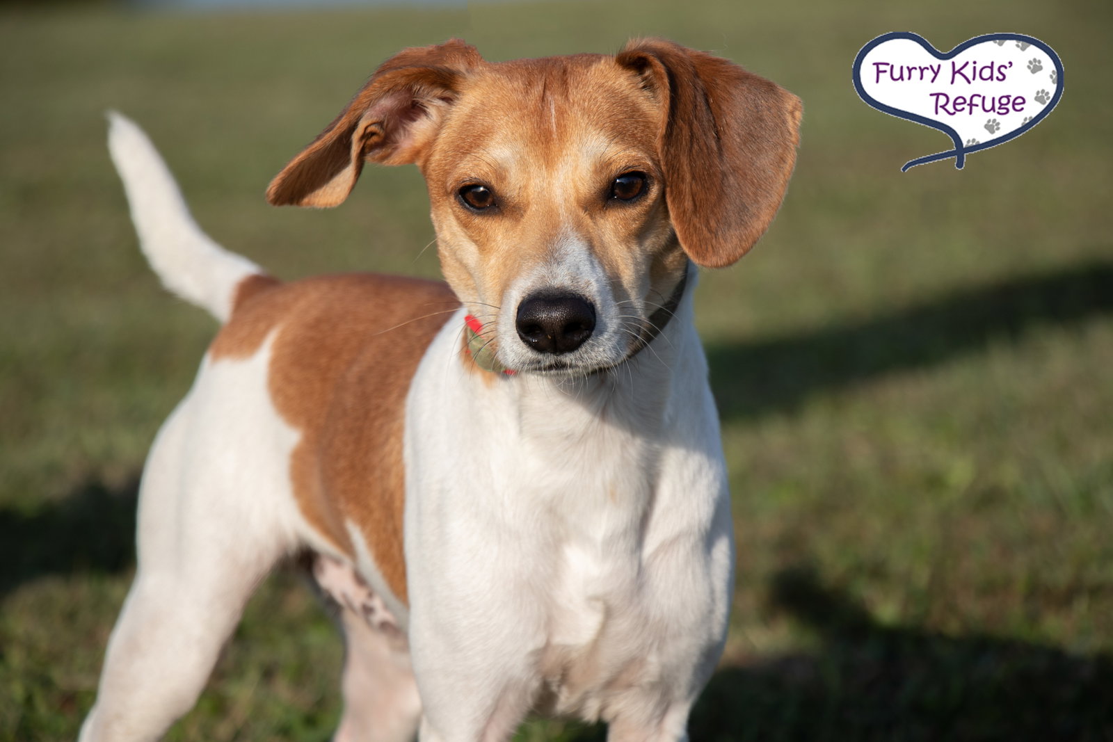 Dog for Adoption - Levi, a Beagle in Basehor, KS | Alpha Paw