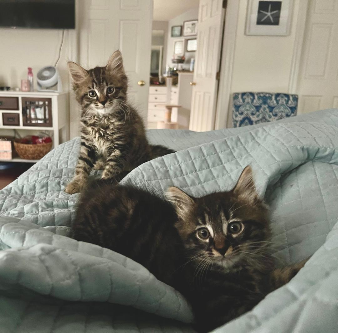 Adopt A Cat | SPCA of Northern Virginia