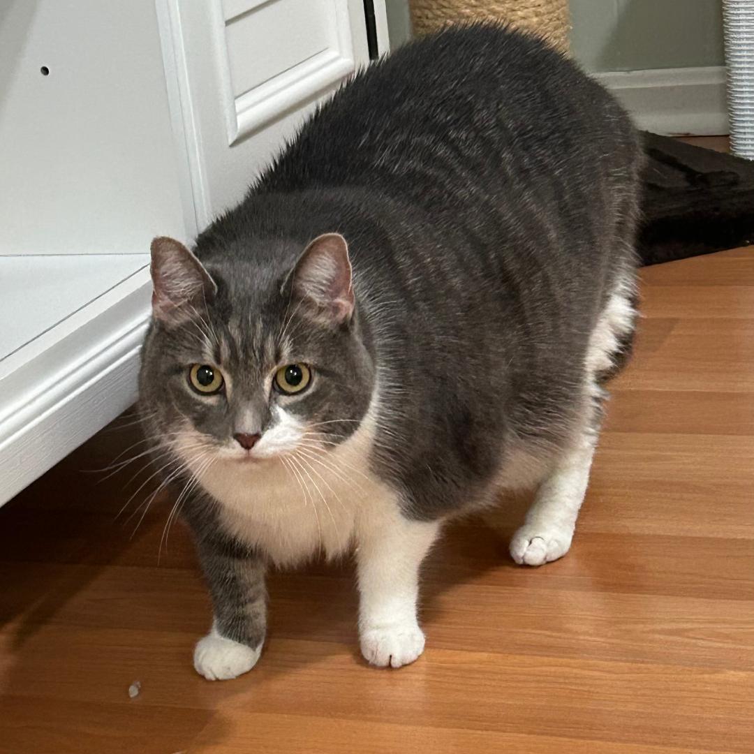 Celeste or Nova - Need Foster Home | SPCA of Northern Virginia