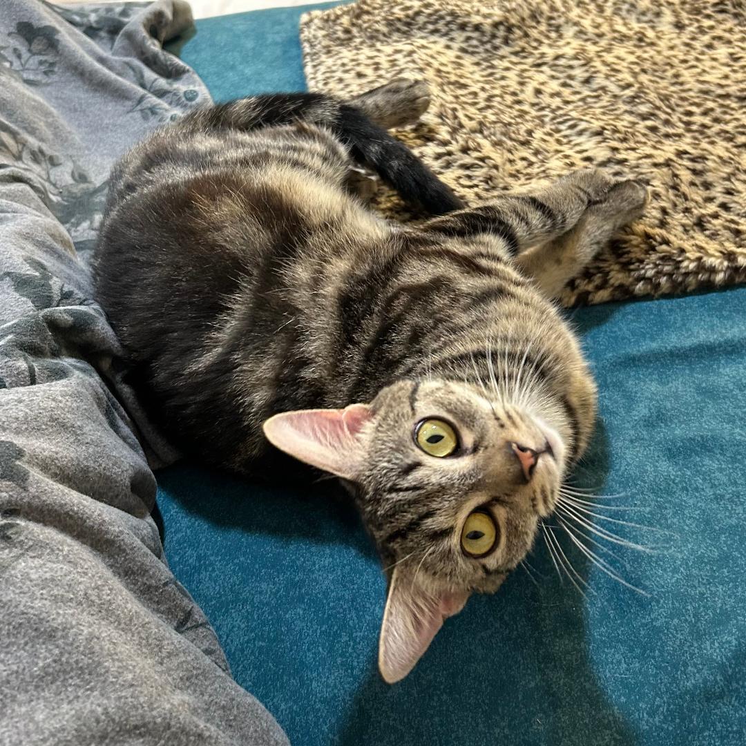 Adopt A Cat | SPCA of Northern Virginia