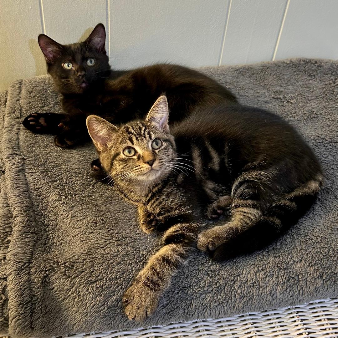 Adopt A Cat | SPCA of Northern Virginia