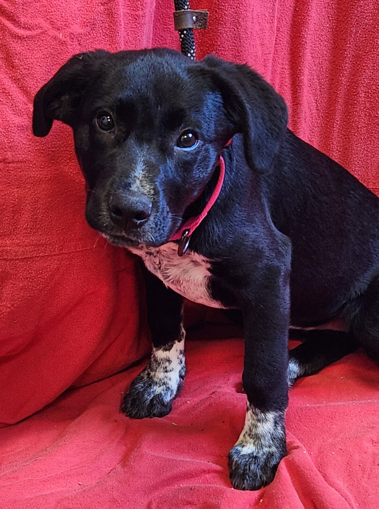 Dog for Adoption - Tippi, a Black Labrador Retriever in Kiowa County ...