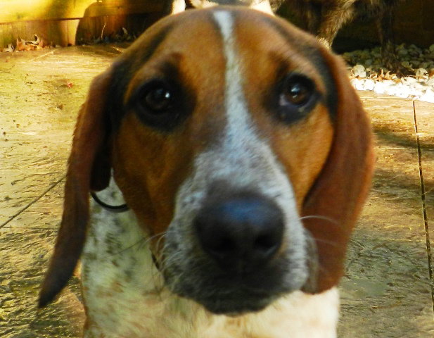 Dog for Adoption - Aroo-Fuzz aka Rufus, a Beagle in West Hill, OH ...