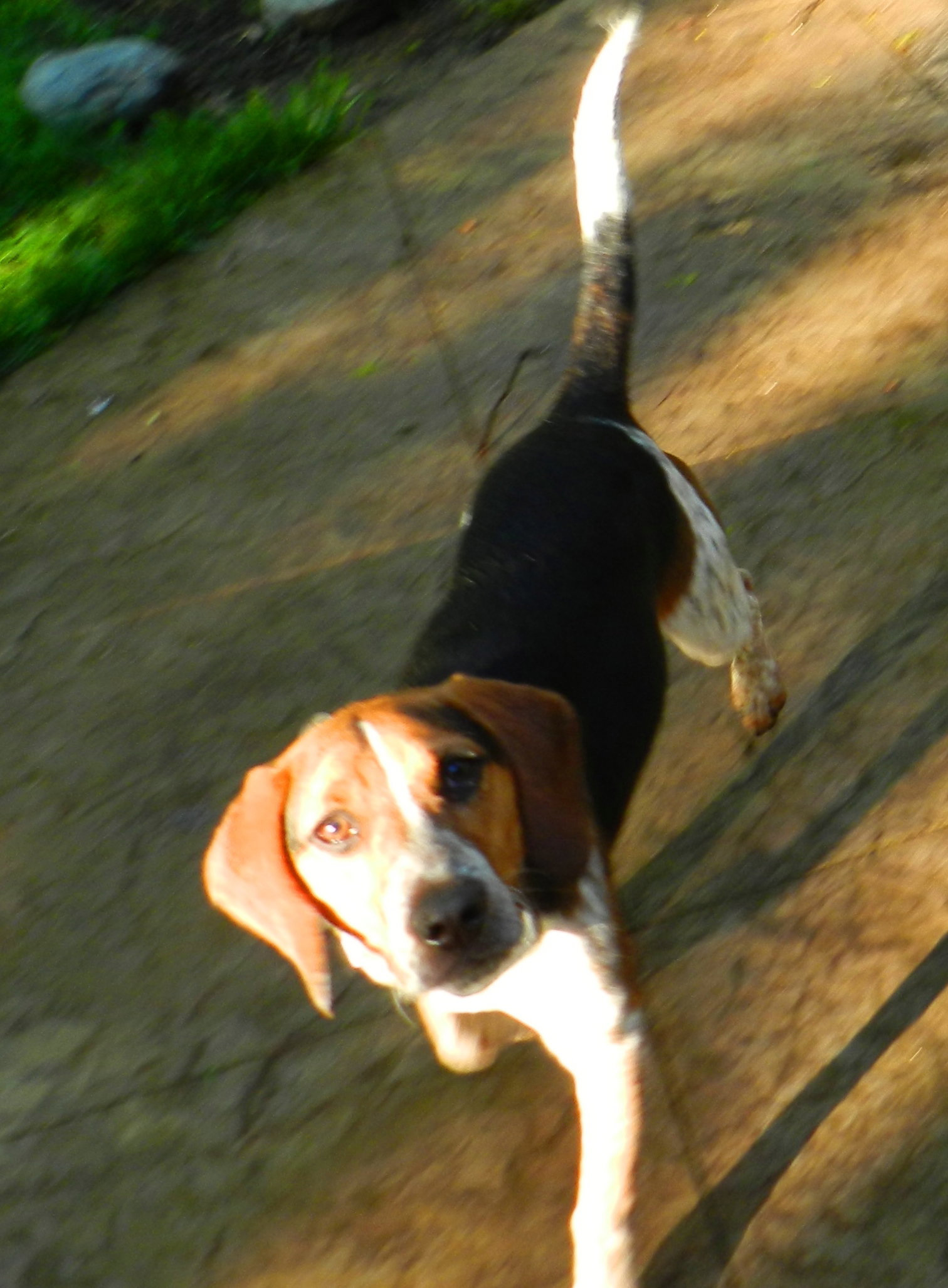 Dog for Adoption - Aroo-Fuzz aka Rufus, a Beagle in West Hill, OH ...
