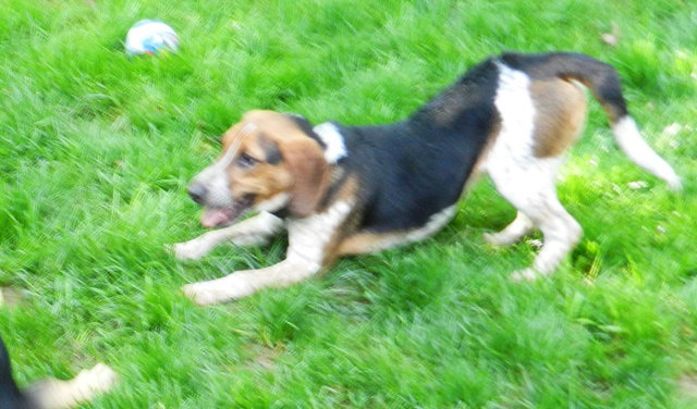Dog for Adoption - Aroo-Fuzz aka Rufus, a Beagle in West Hill, OH ...