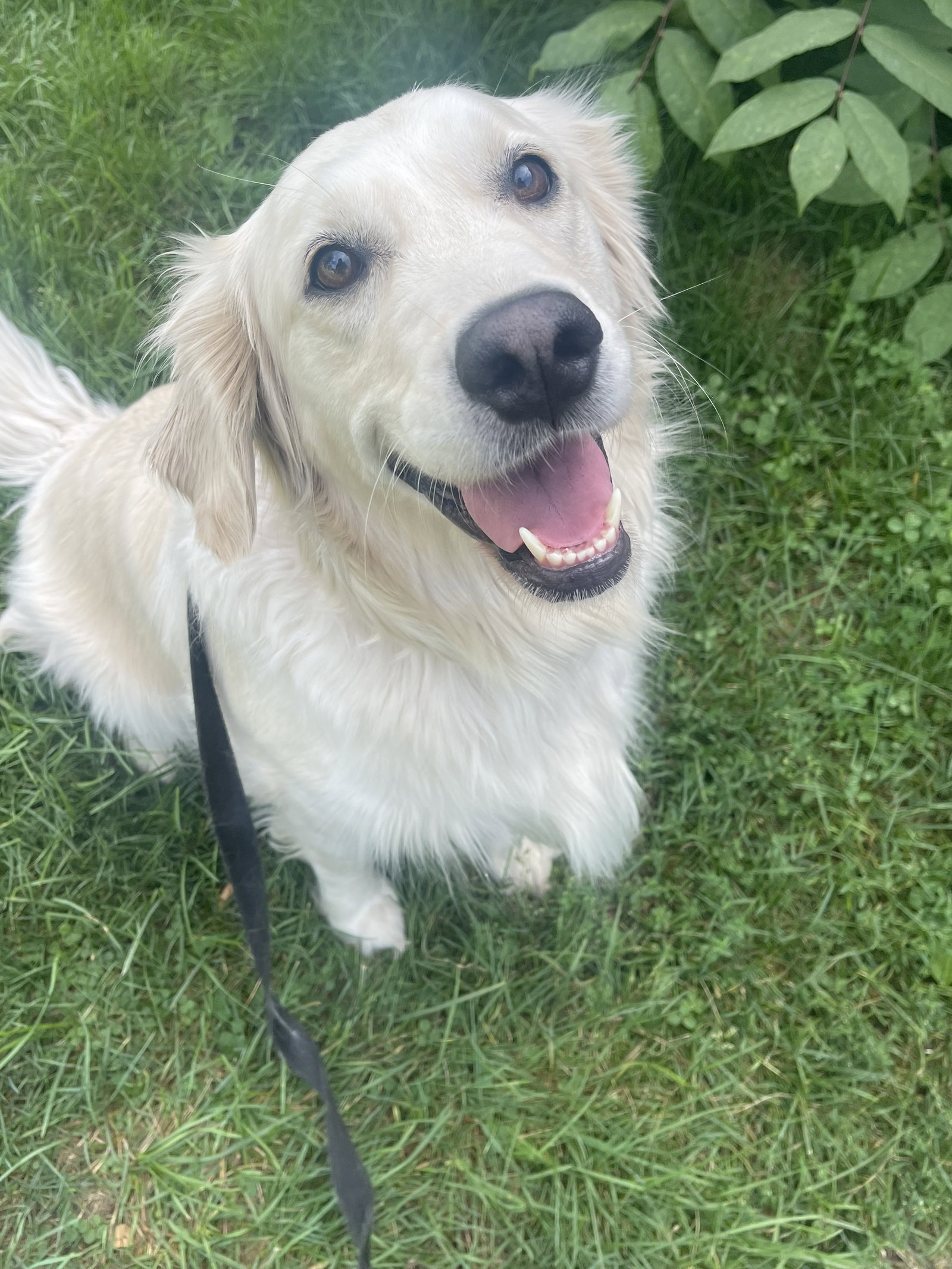 Dog for Adoption - Haven, a Golden Retriever in Bay Village, OH | Alpha Paw