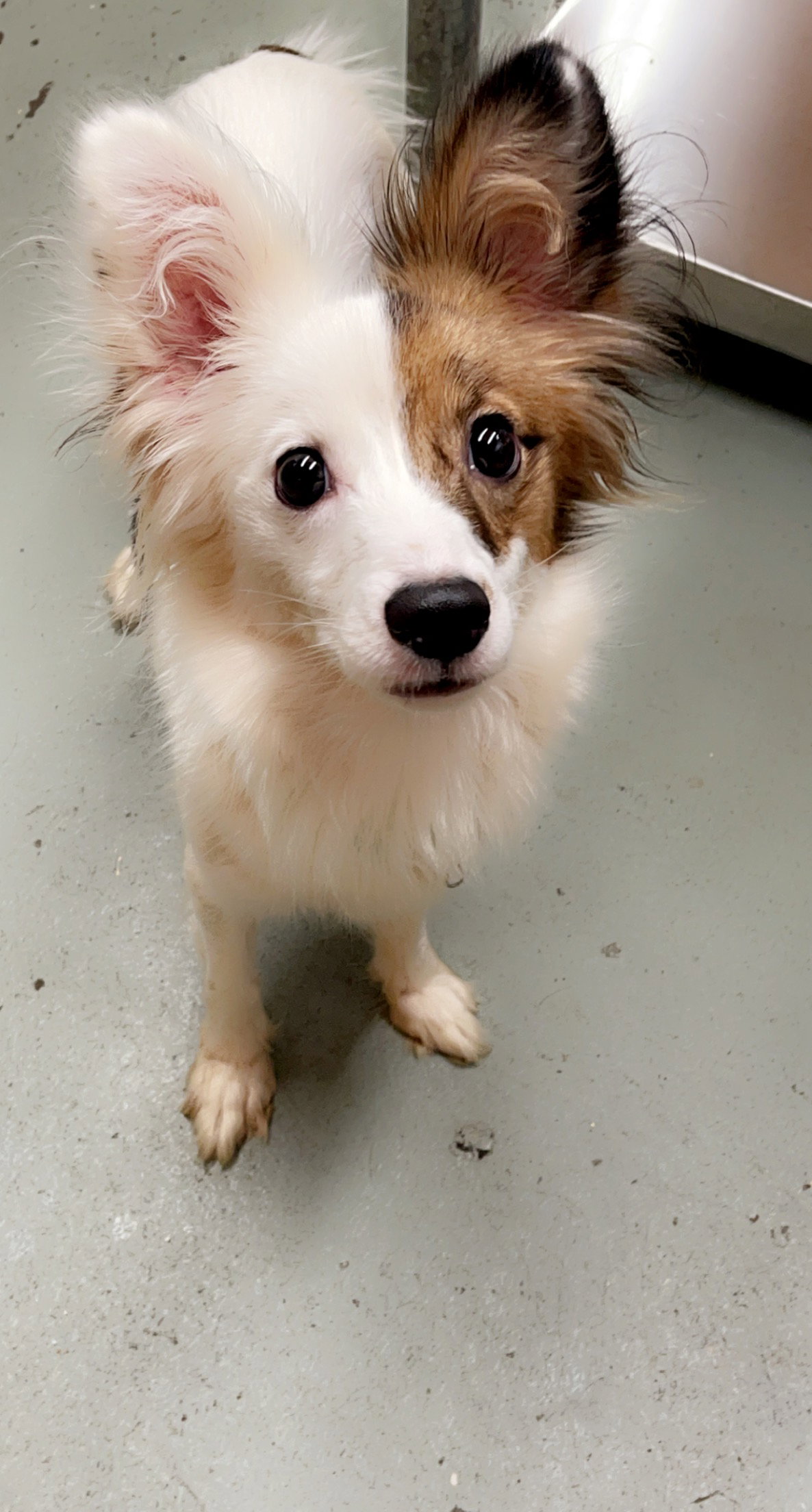 Dog for Adoption - Lou, a Papillon in Canton, OH | Alpha Paw