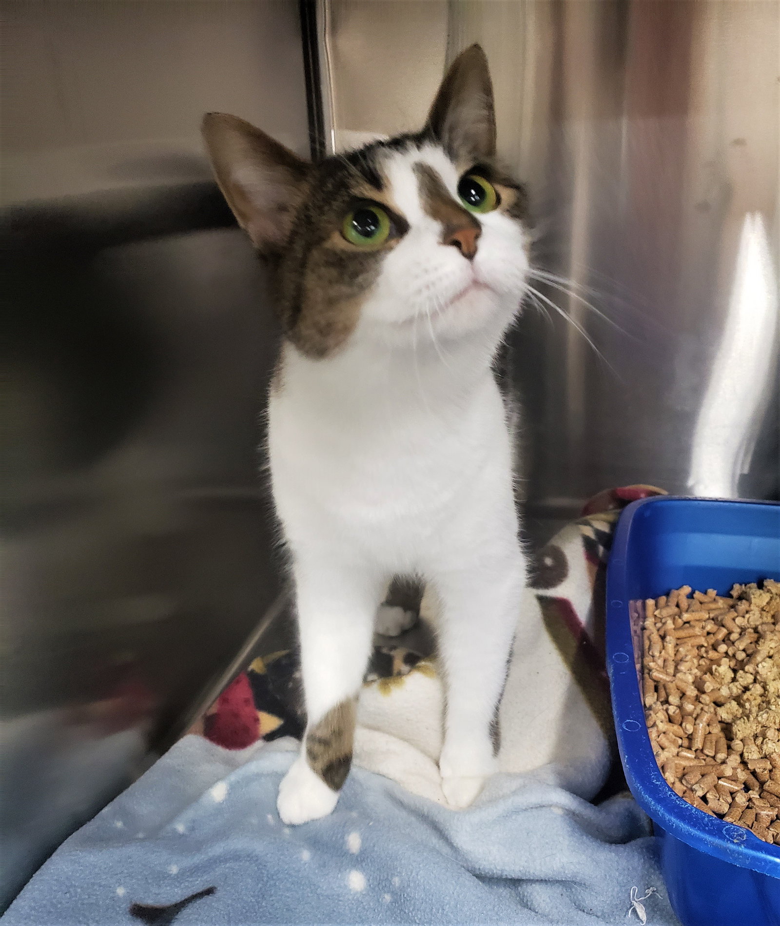 Cats for Adoption in Avon Center, Ohio | Alpha Paw