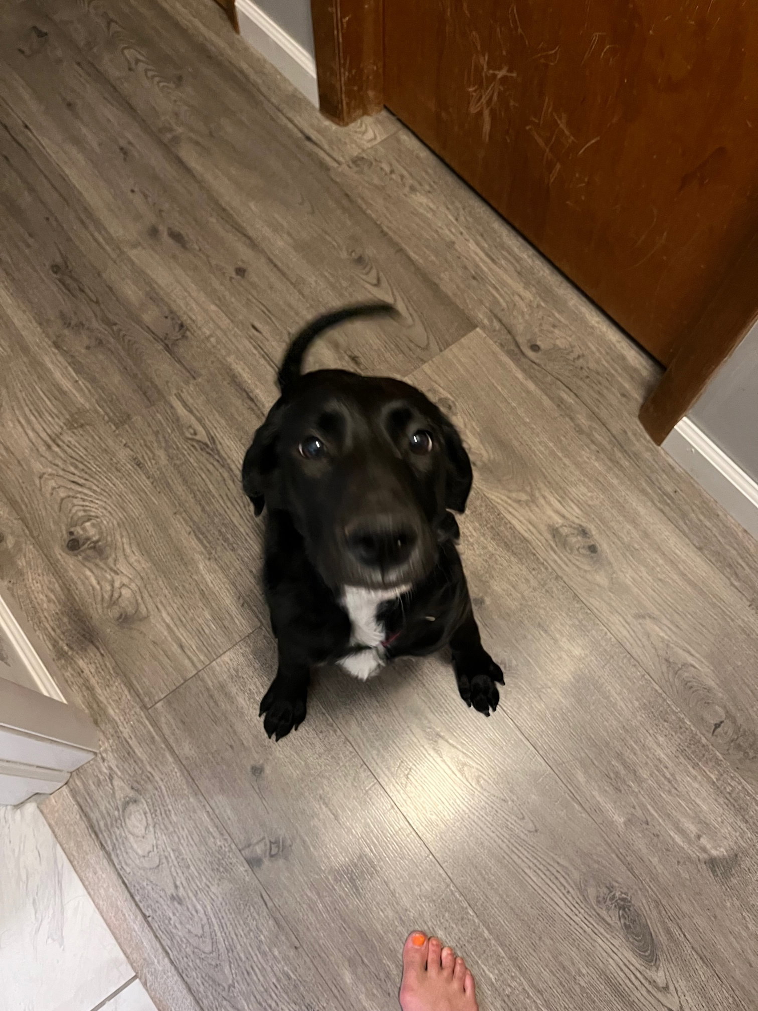 Dog for Adoption - Bonnie, a Labrador Retriever in Mahoning County, OH ...