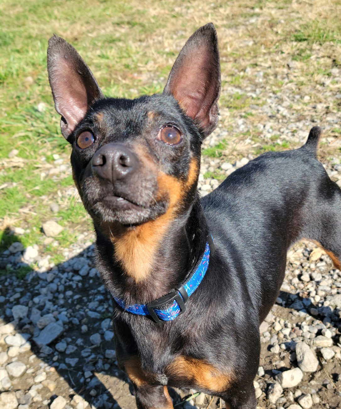 Dog for Adoption - Ernest PENDING ADOPTION, a Miniature Pinscher in ...