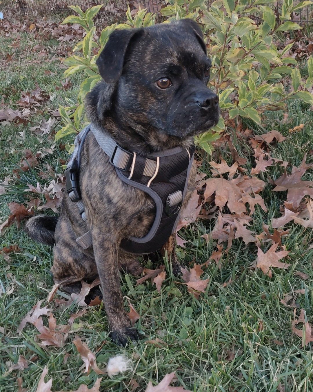 Dog for Adoption - Hardy, a Pug in Wayne County, OH | Alpha Paw