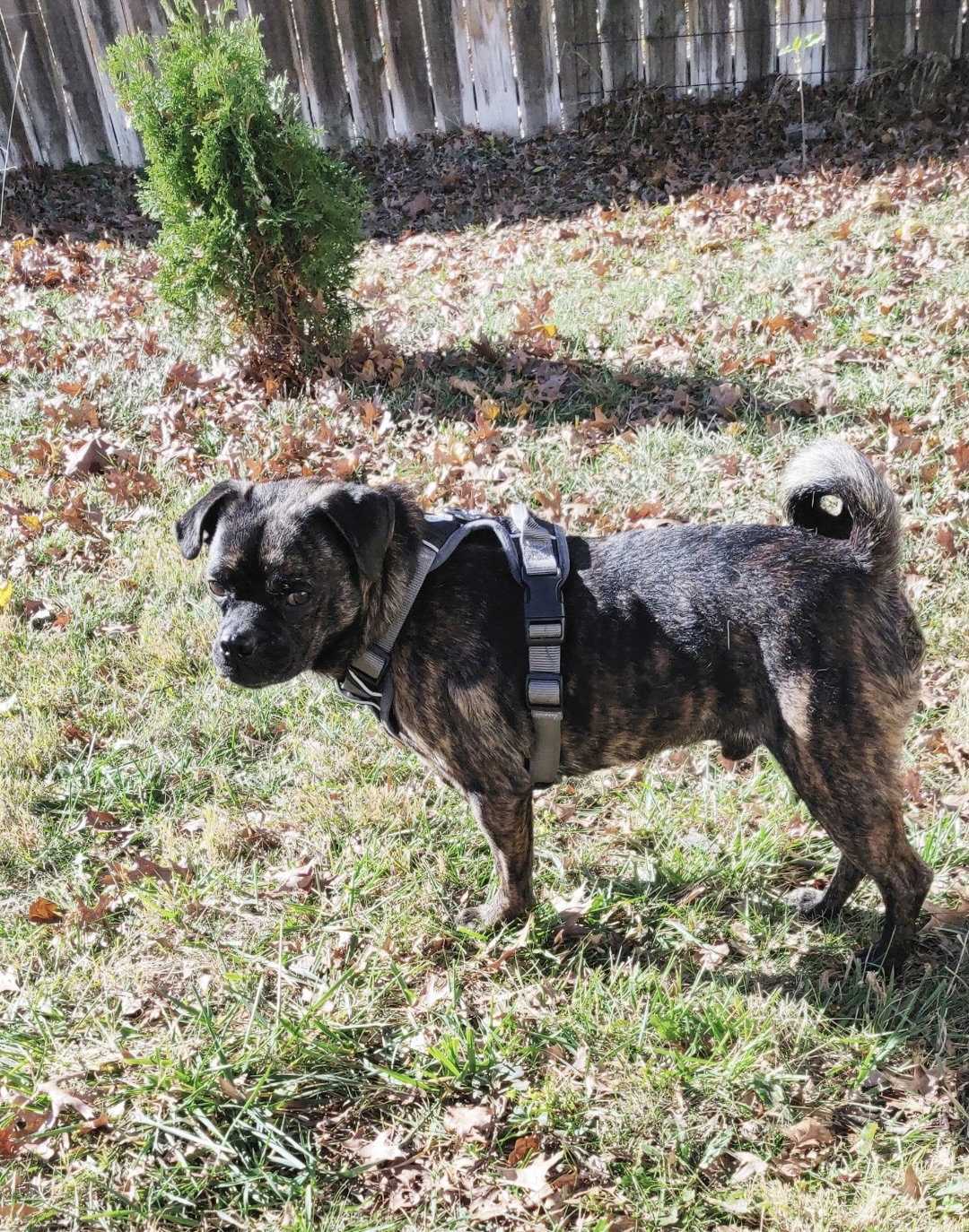 Dog for Adoption - Hardy, a Pug in Wayne County, OH | Alpha Paw