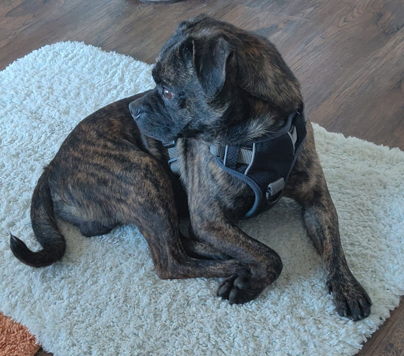 Dog for Adoption - Hardy, a Pug in Wayne County, OH | Alpha Paw