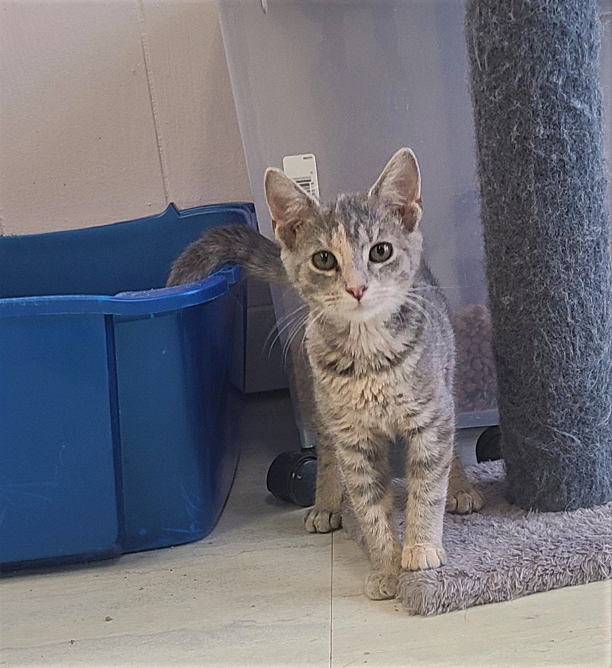 Cats for Adoption in Cleveland, Ohio | Alpha Paw