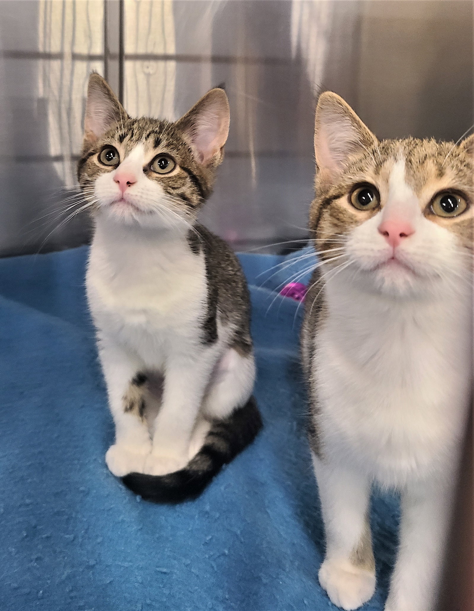 Cats for Adoption in Seville, Ohio | Alpha Paw