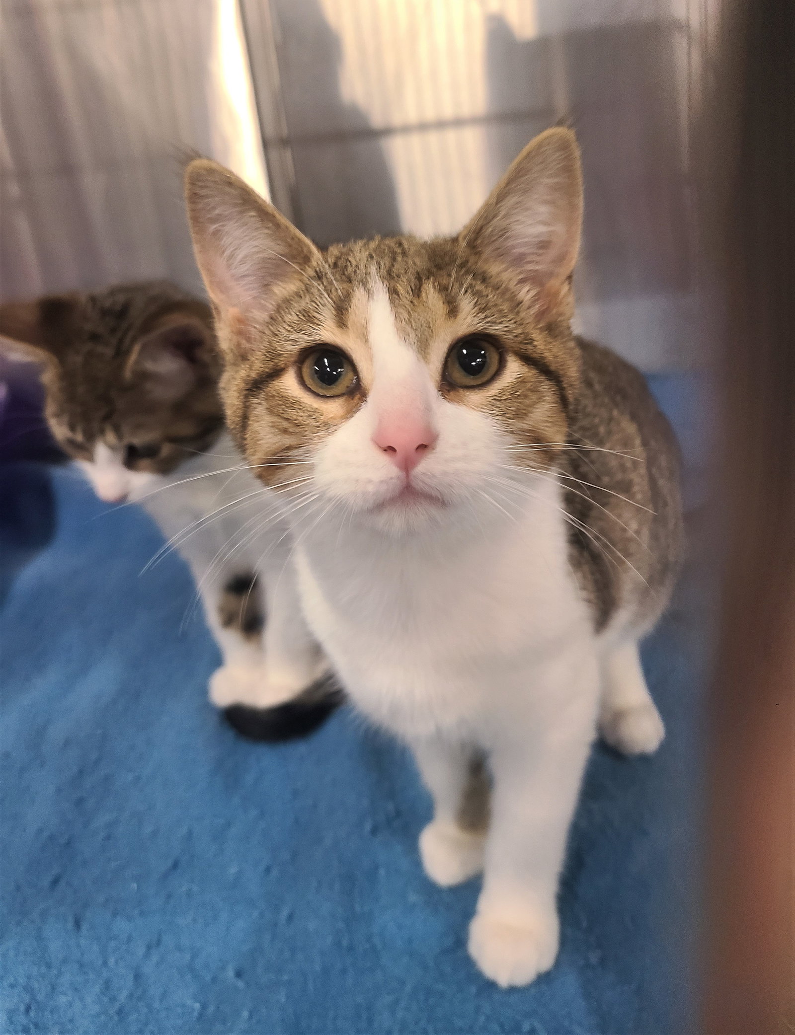 Cats for Adoption in Seville, Ohio | Alpha Paw