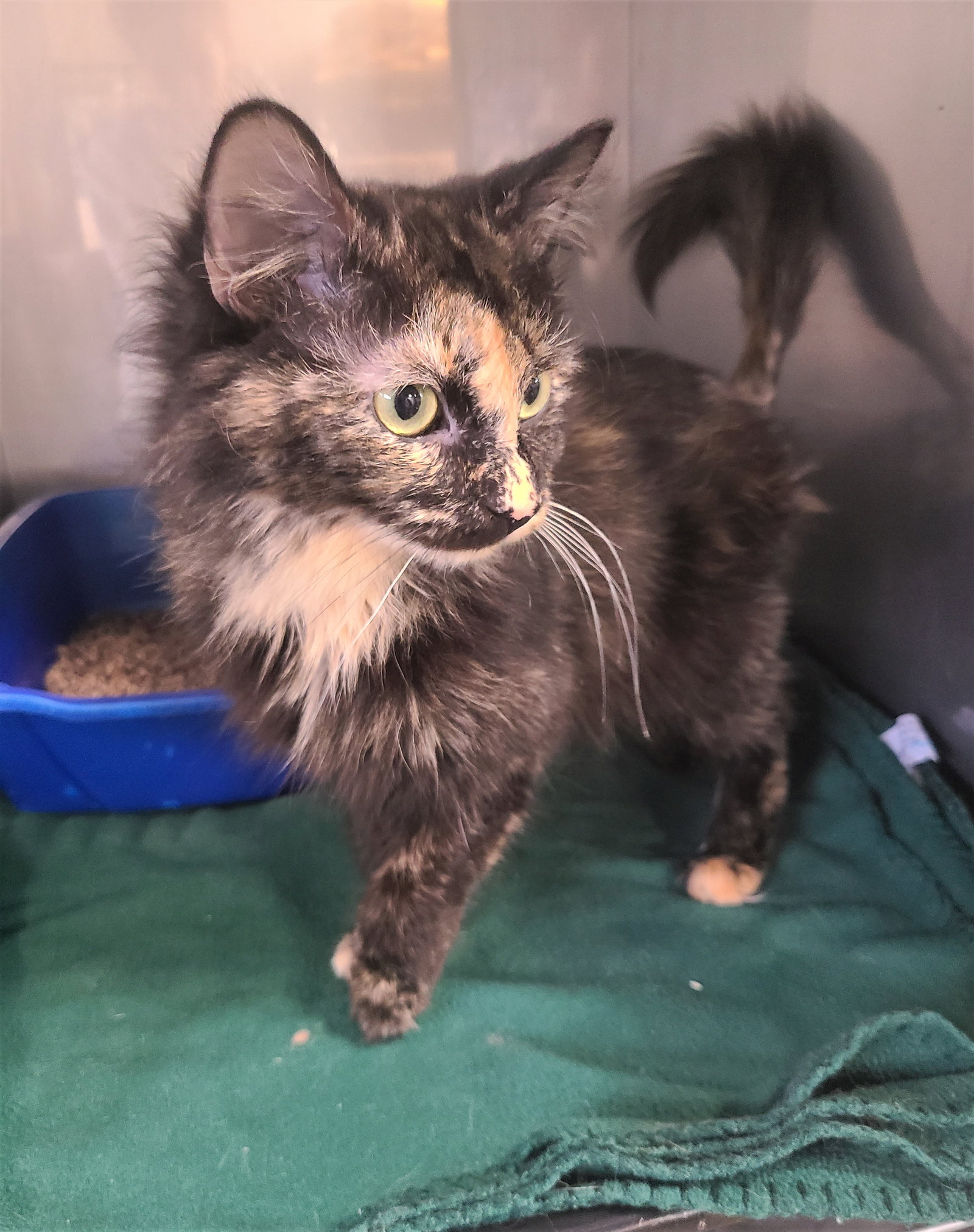 Cats for Adoption in Canton, Ohio | Alpha Paw