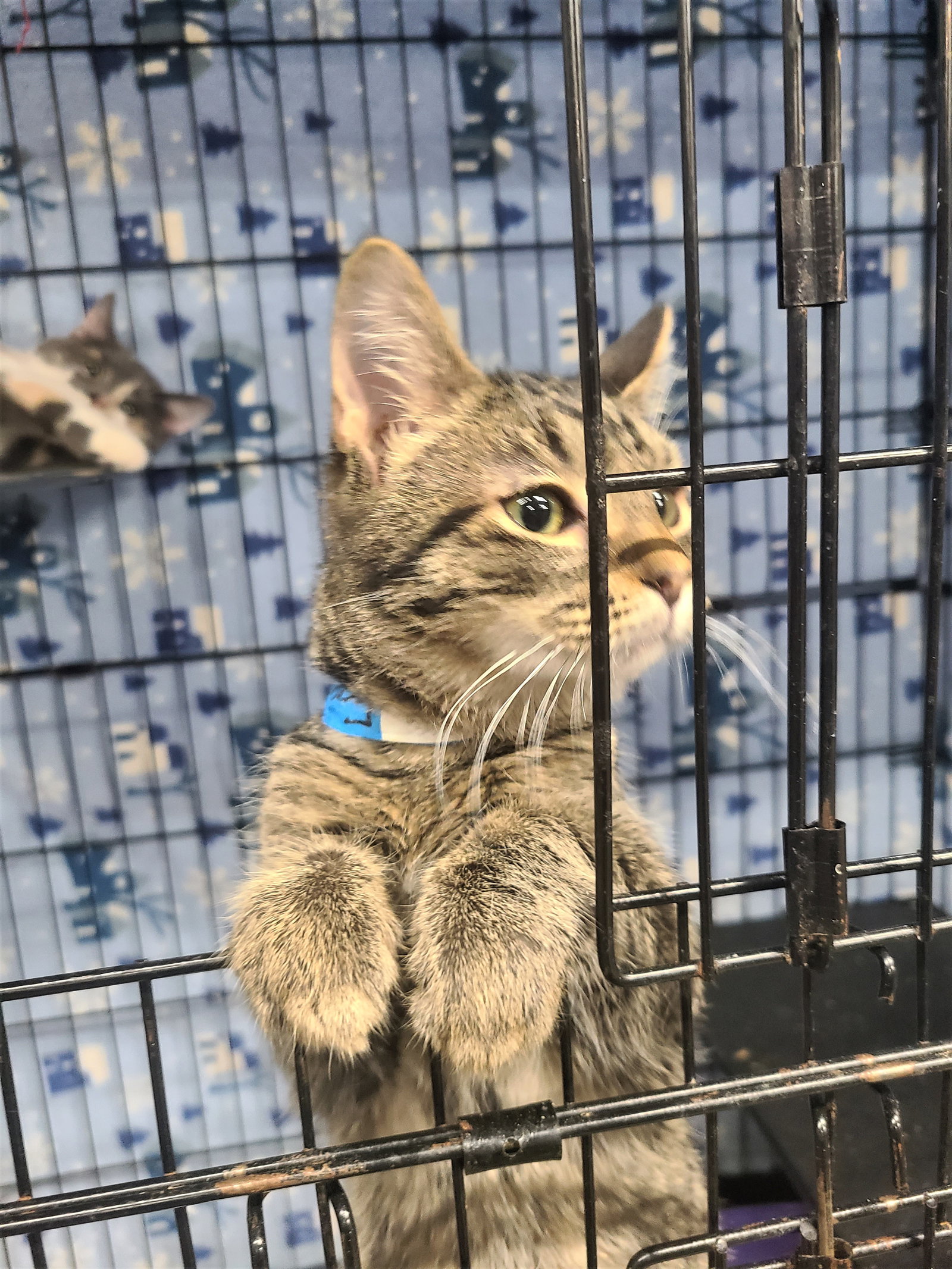 Cats for Adoption in Brookfield Center, Ohio | Alpha Paw