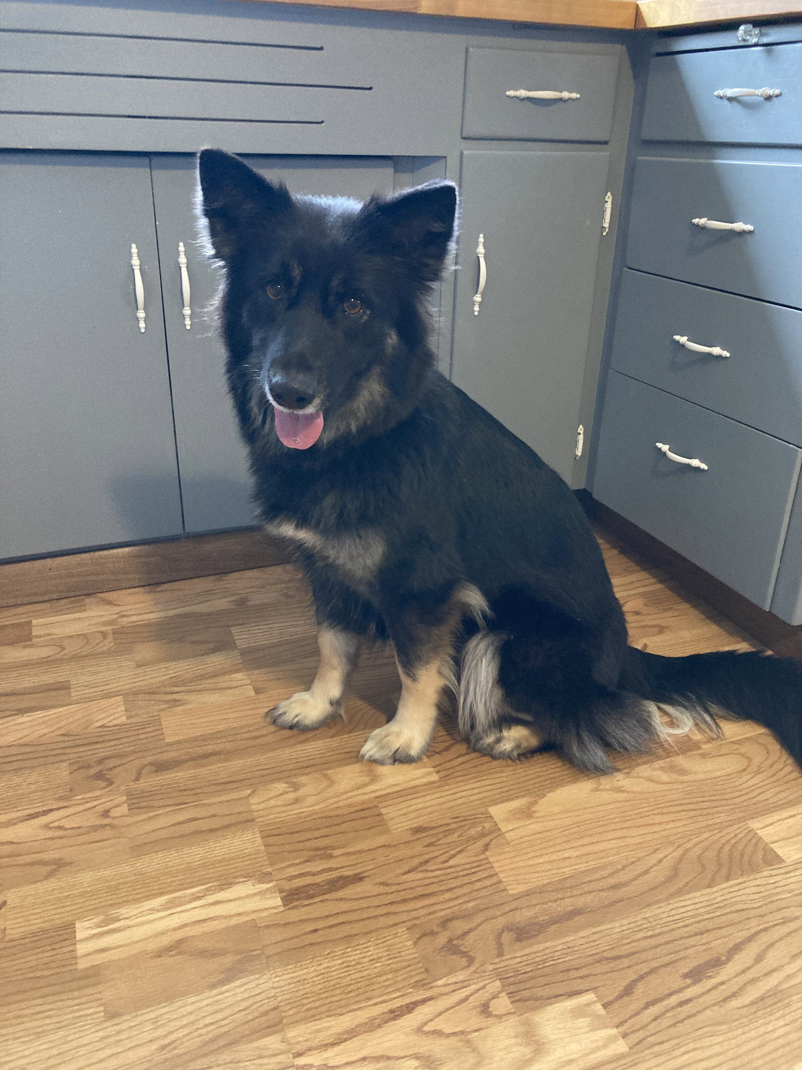 Dog for Adoption - Noelle, a German Shepherd Dog in Stark County, OH ...