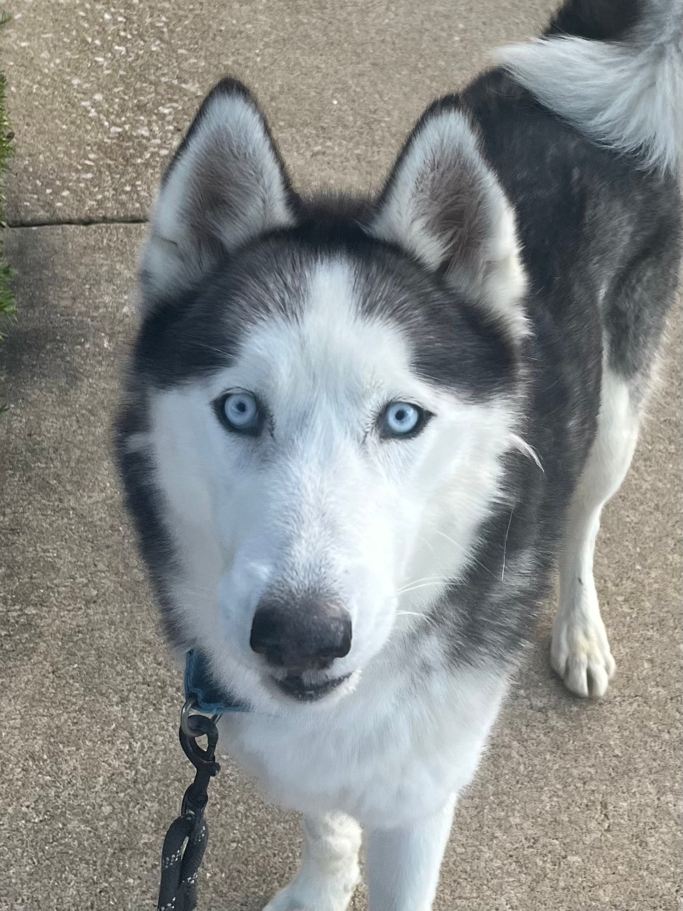 Dog for Adoption - Kyro, a Husky in Trumbull County, OH | Alpha Paw