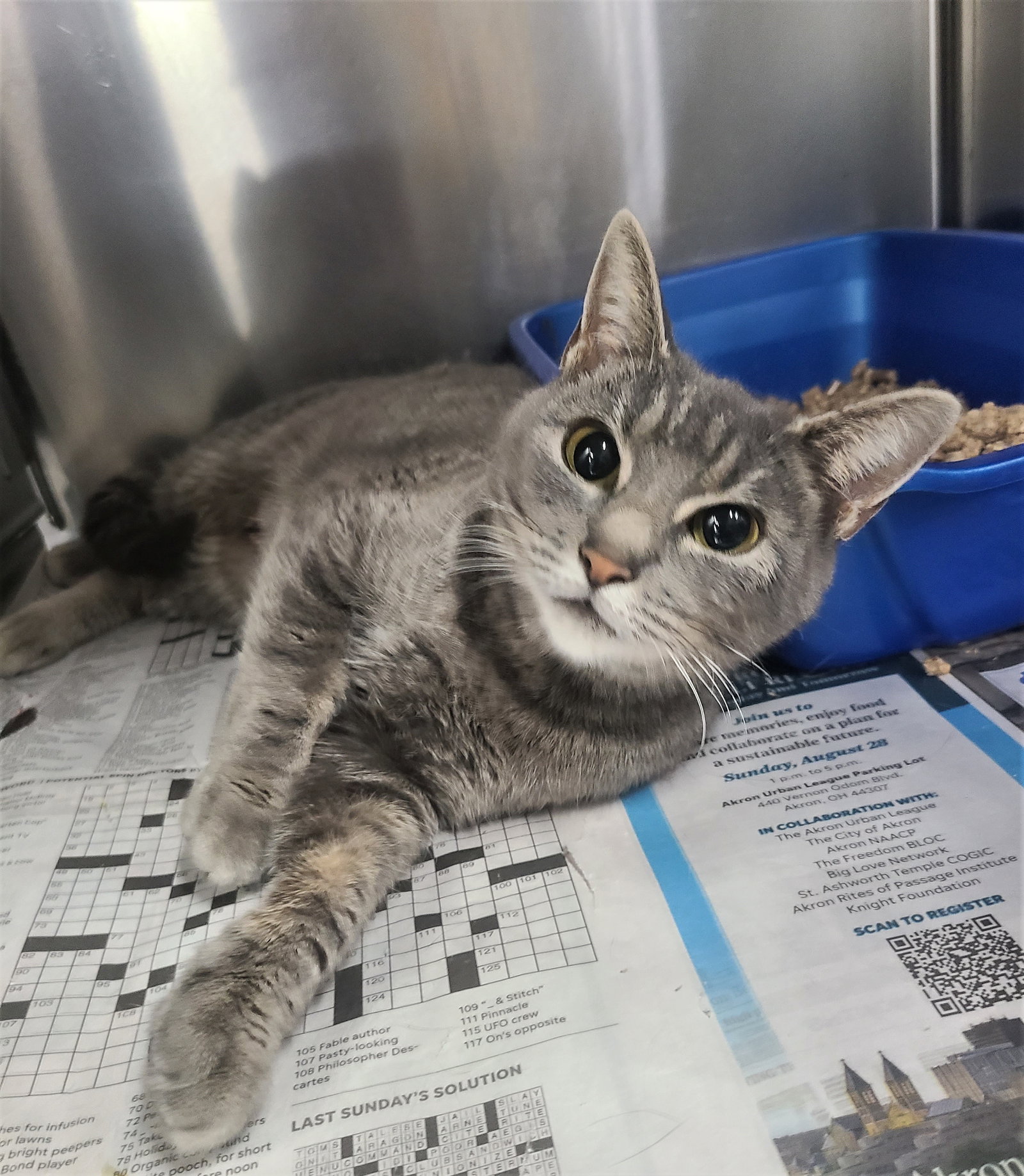 Cats for Adoption in Seville, Ohio | Alpha Paw