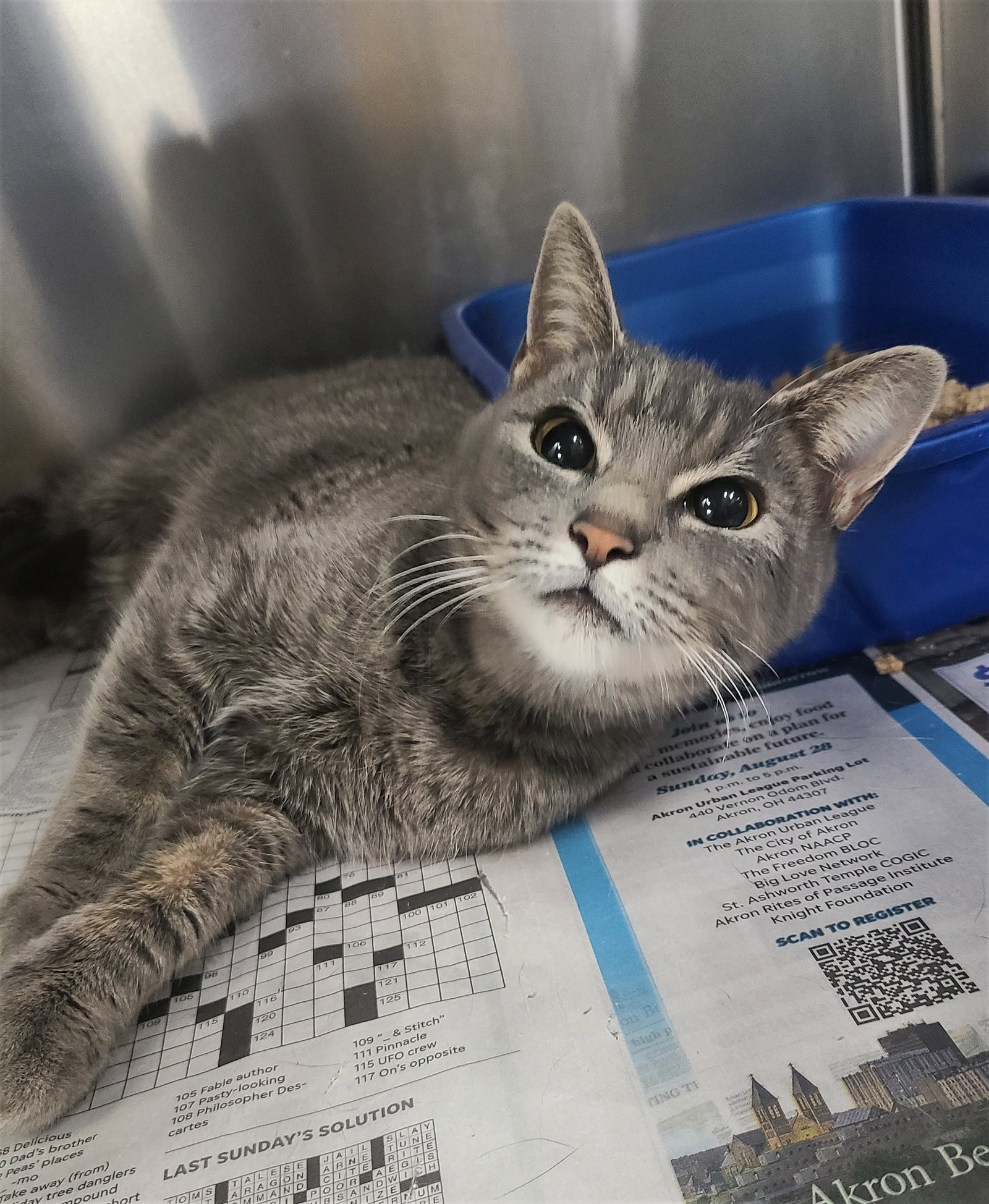 Cats for Adoption in Seville, Ohio | Alpha Paw