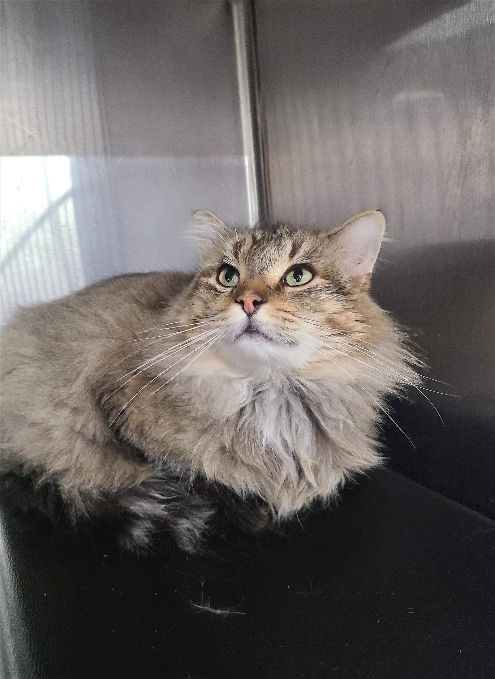 Cats for Adoption in Seville, Ohio | Alpha Paw