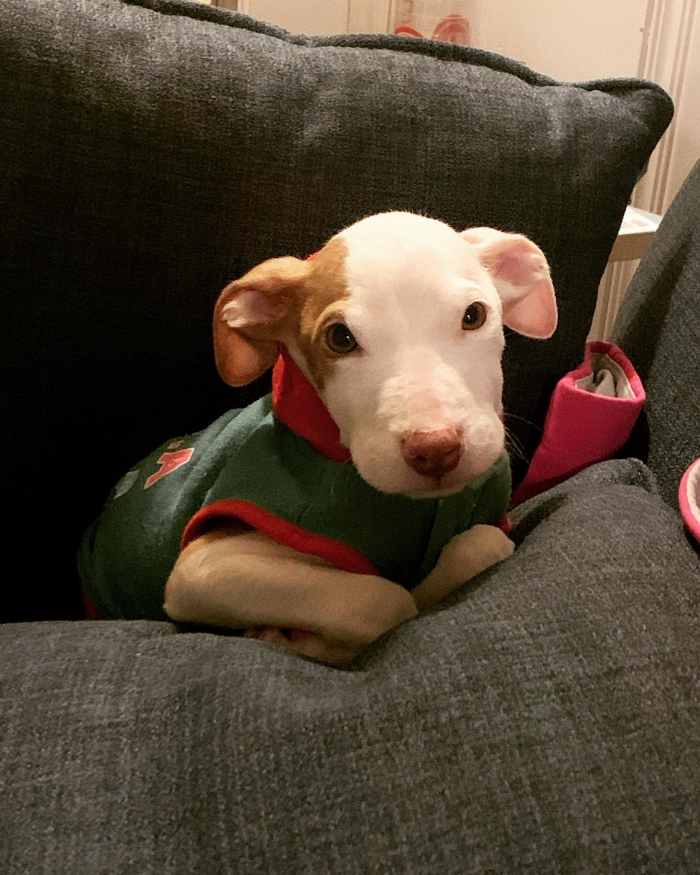 Dog for Adoption - Puppy Eugene, a Pit Bull Terrier in Brookfield ...