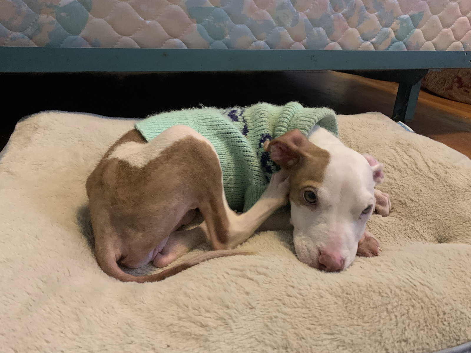 Dog for Adoption - Puppy Eugene, a Pit Bull Terrier in Brookfield ...