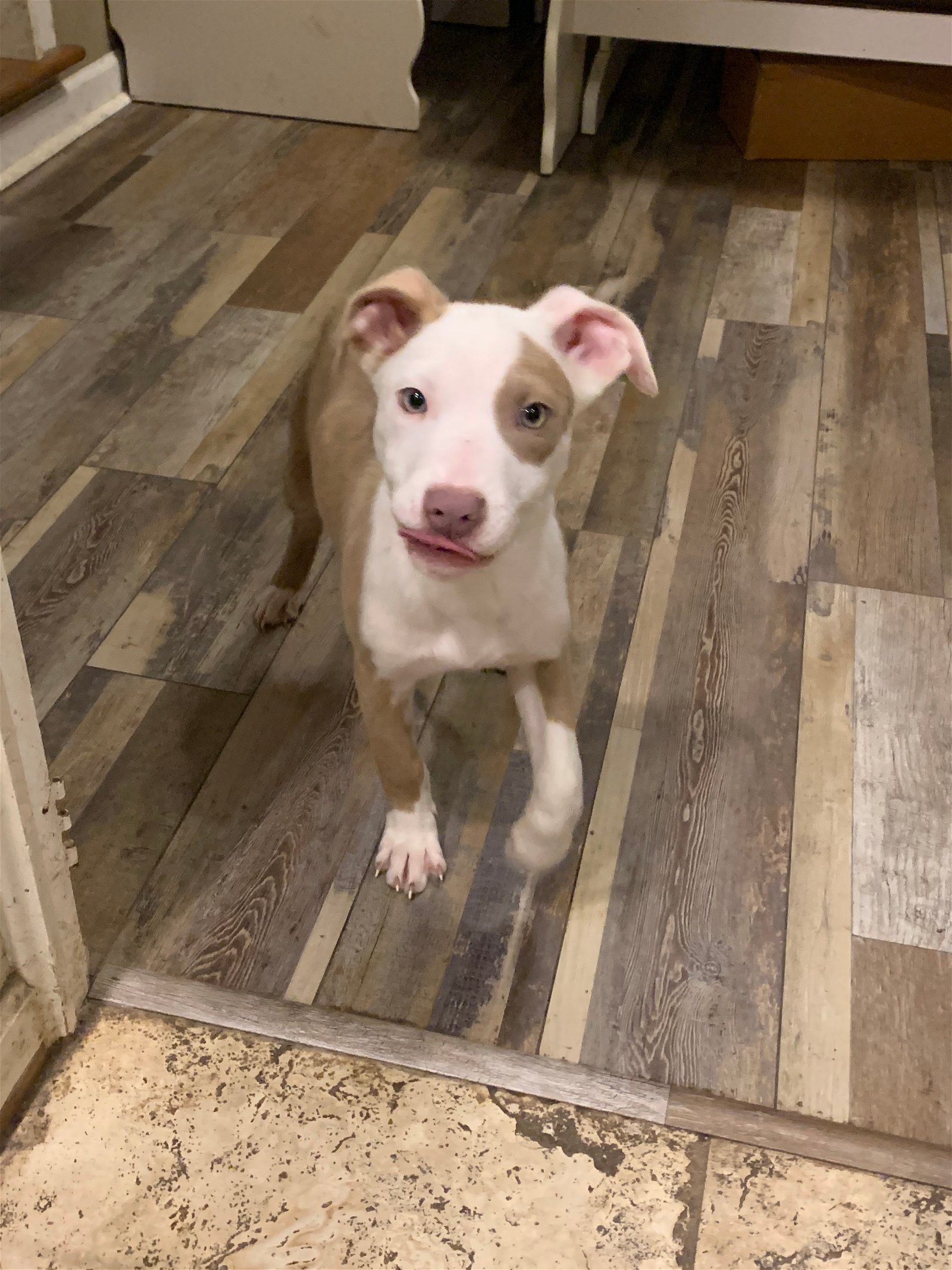 Dog for Adoption - Puppy Ajax, a Pit Bull Terrier in Akron, OH | Alpha Paw