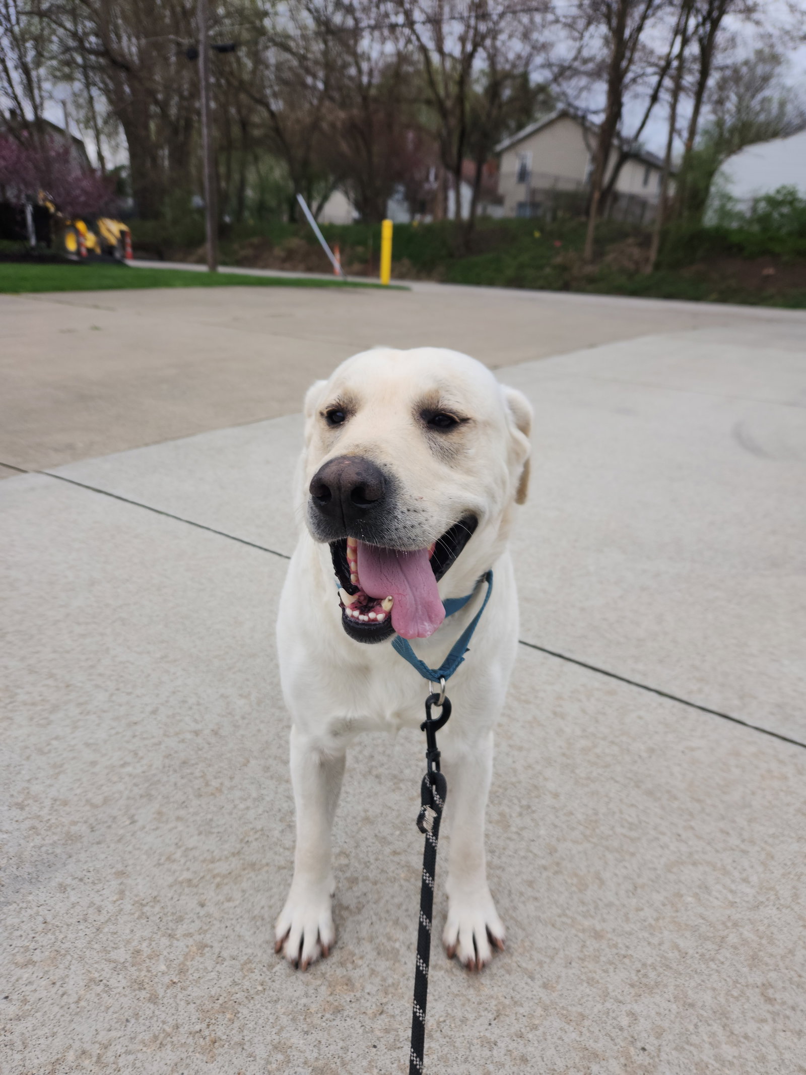 Dog for Adoption - Trigger, a Labrador Retriever in Morgandale, OH ...