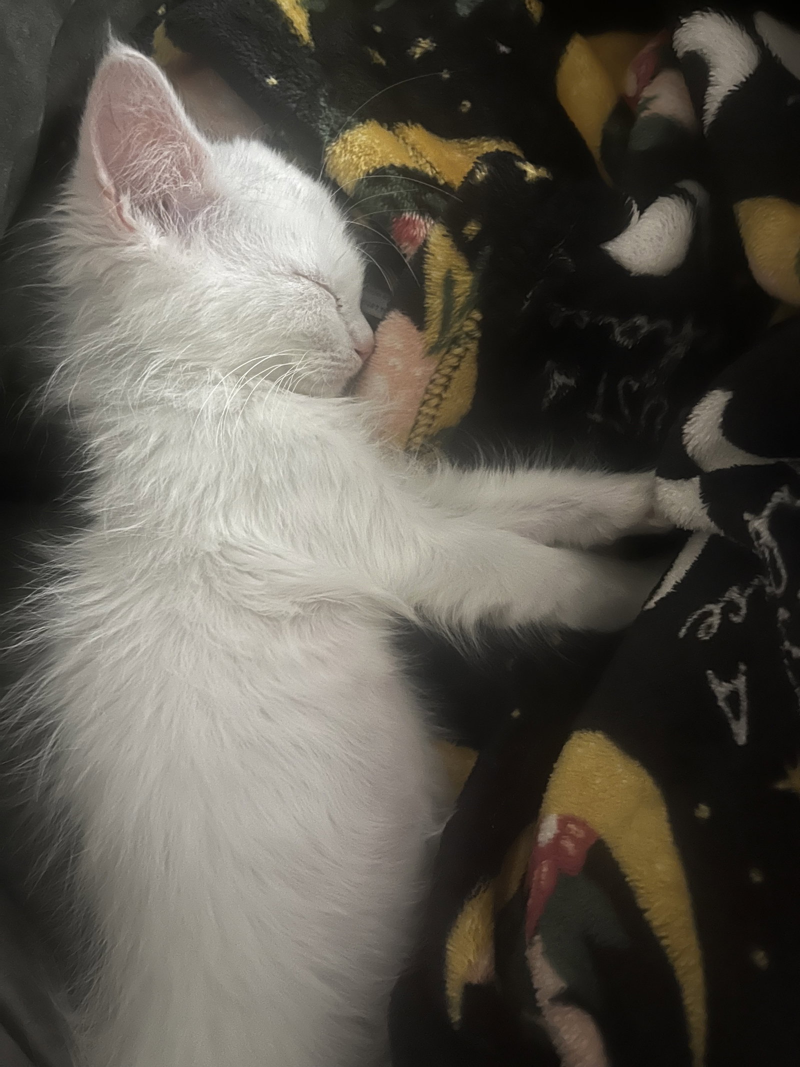 Cats for Adoption in North Canton, Ohio | Alpha Paw