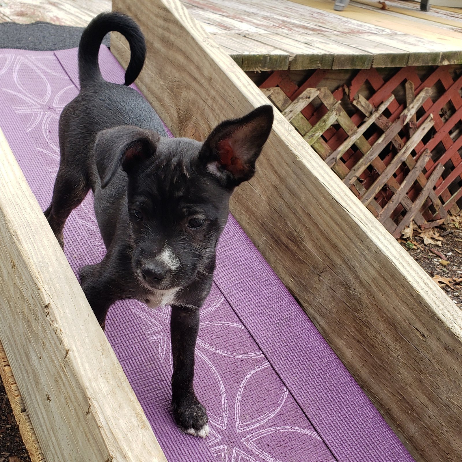Dog for Adoption - Puppy Charlotte (Pending), a Irish Terrier in Akron ...