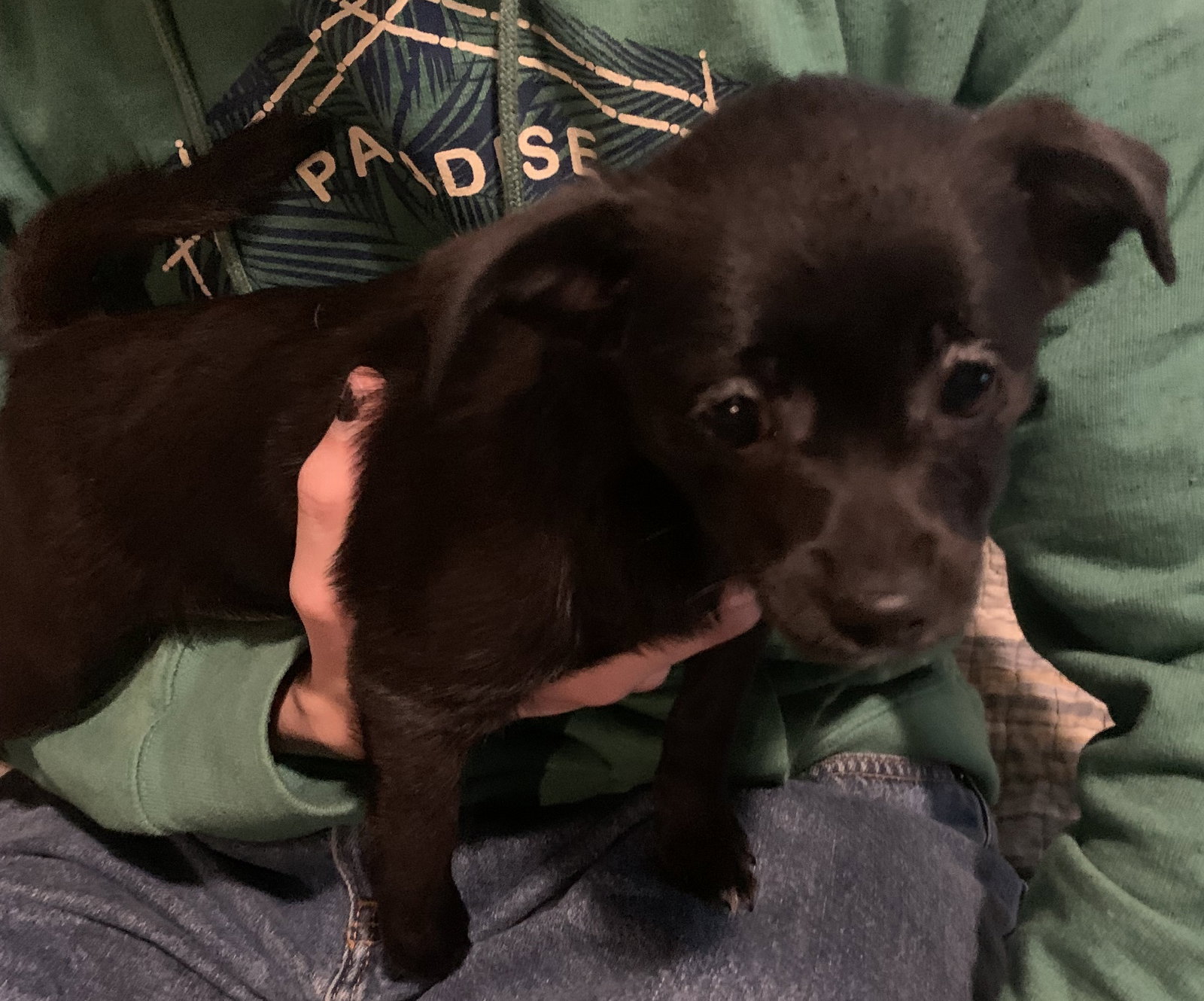 Dog for Adoption - Cindy Puppy, a Schipperke in Streetsboro, OH | Alpha Paw