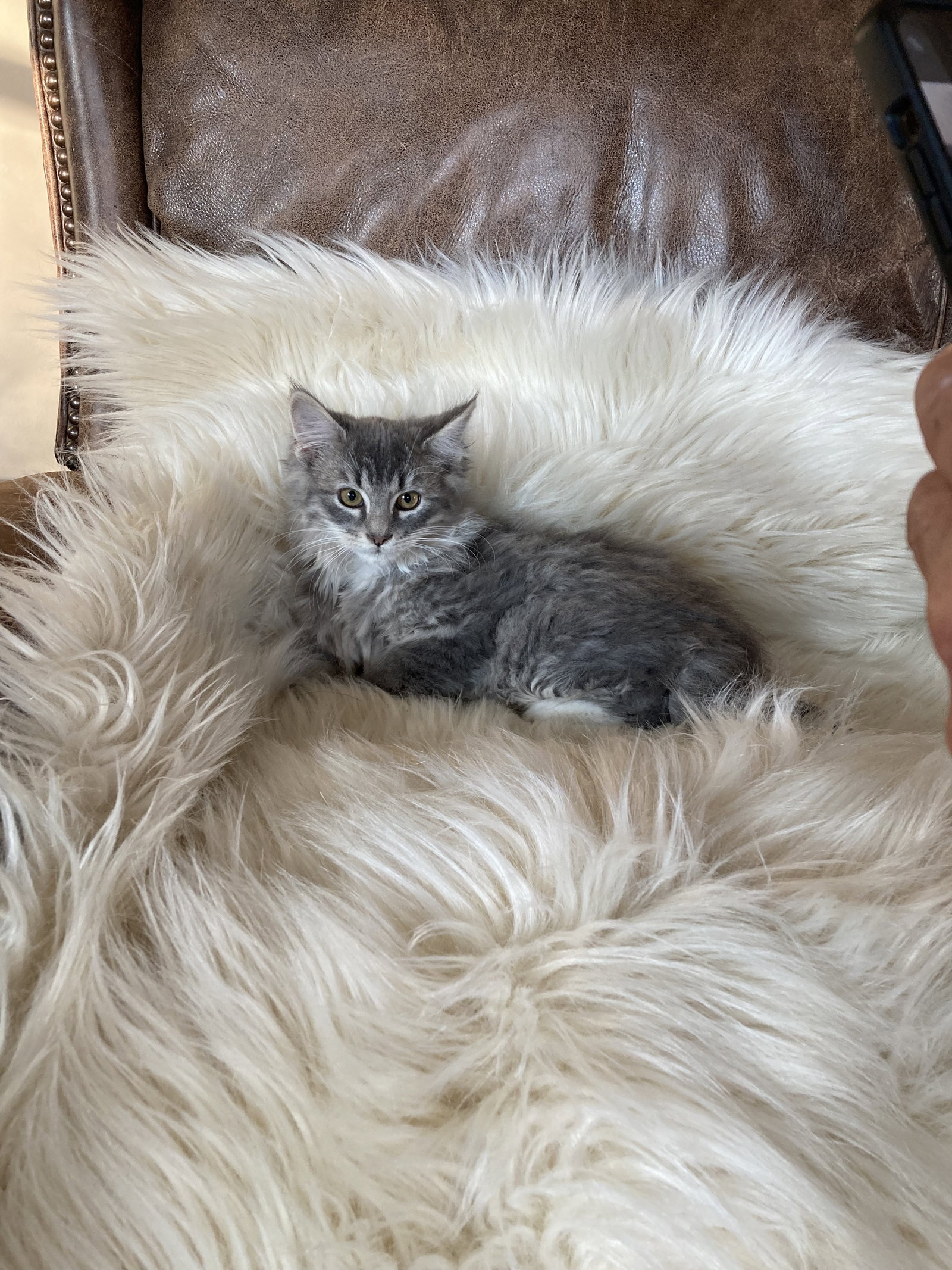Cats for Adoption in Avon Lake, Ohio | Alpha Paw