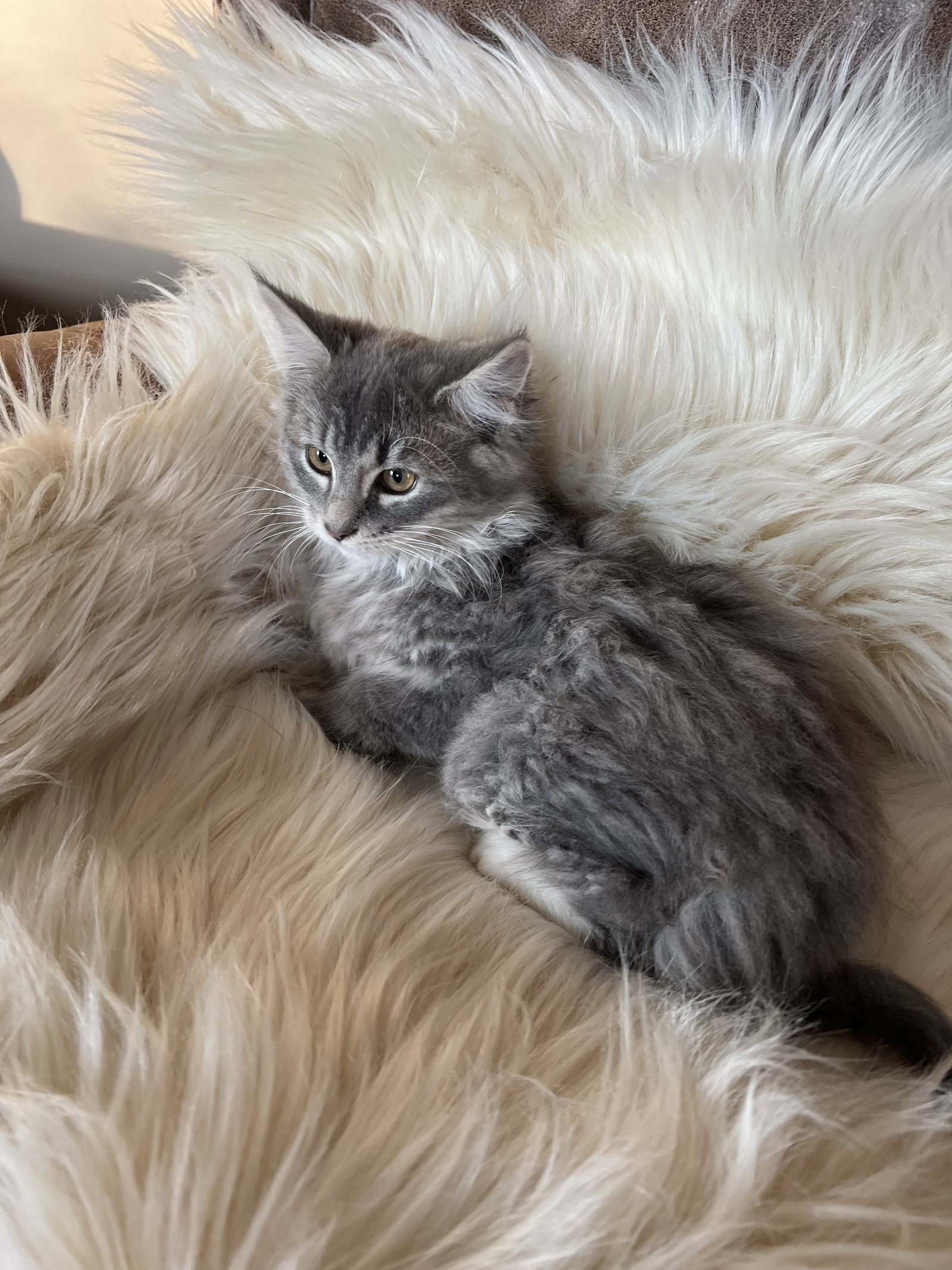 Cats for Adoption in Avon Lake, Ohio | Alpha Paw